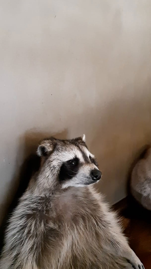 Raccoon is tired - 9GAG