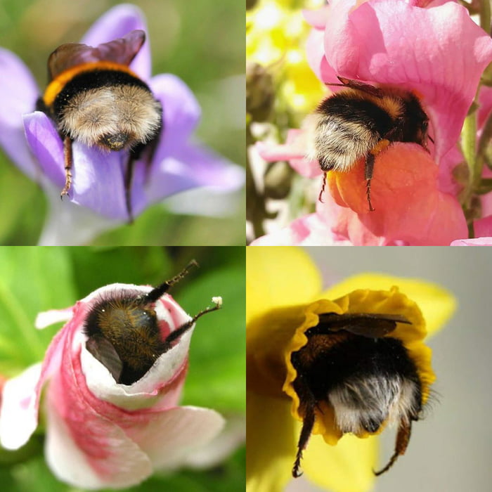 Re: The Bee Hive -- June 2026 Edition - Page 26 - Blogs & Forums
