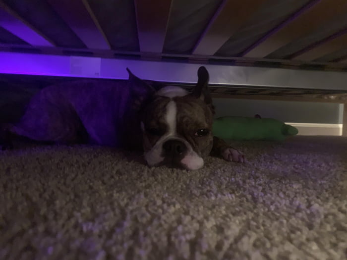 Dog chillin with her toy - 9GAG