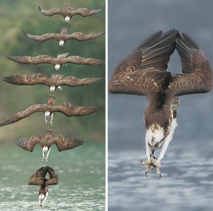Picture Of Eagle Taken The Moment Before Diving In 9gag