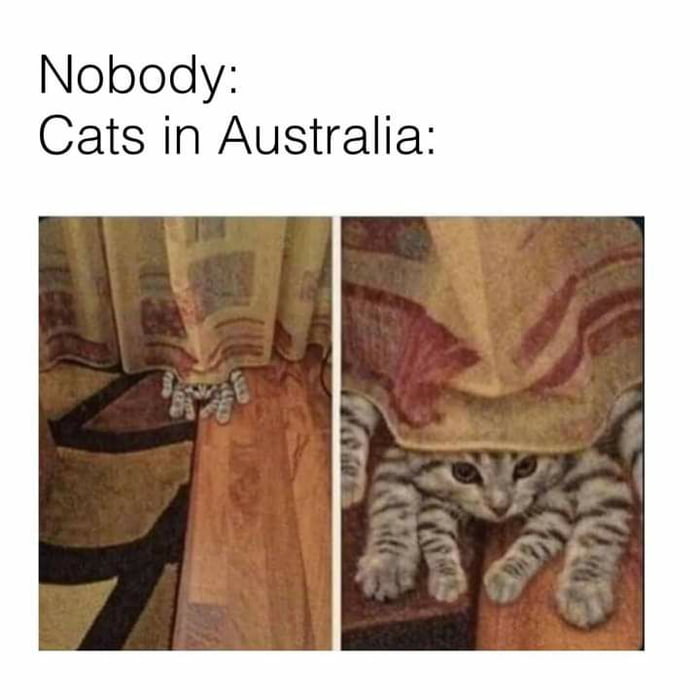 Completely normal phenomenon - 9GAG