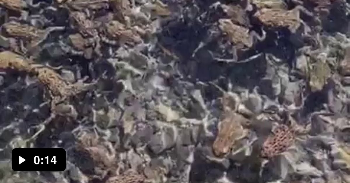 Too many frogs. Waaaay too many. - 9GAG