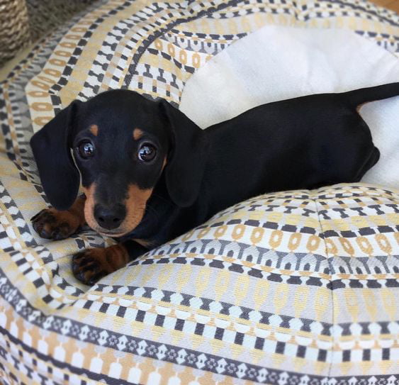 Adorable puppy - 9GAG