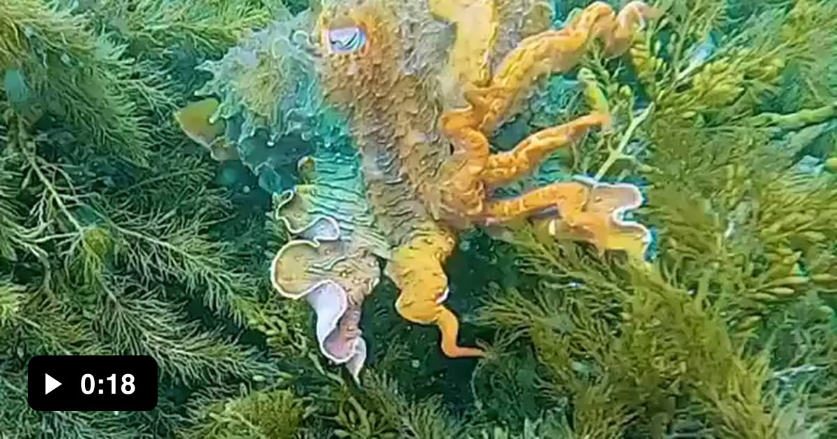 This Cuttlefish blending in with its surroundings - 9GAG