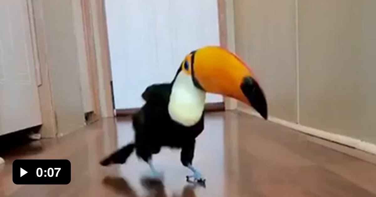 Mr Toucan - 9GAG