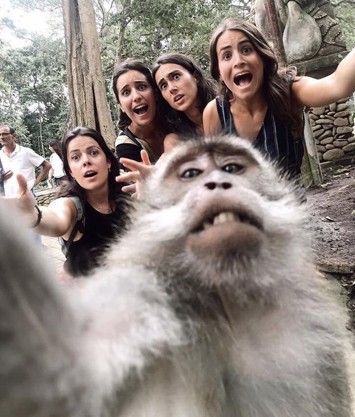 Another perfect moment from the badass monkey. - 9GAG