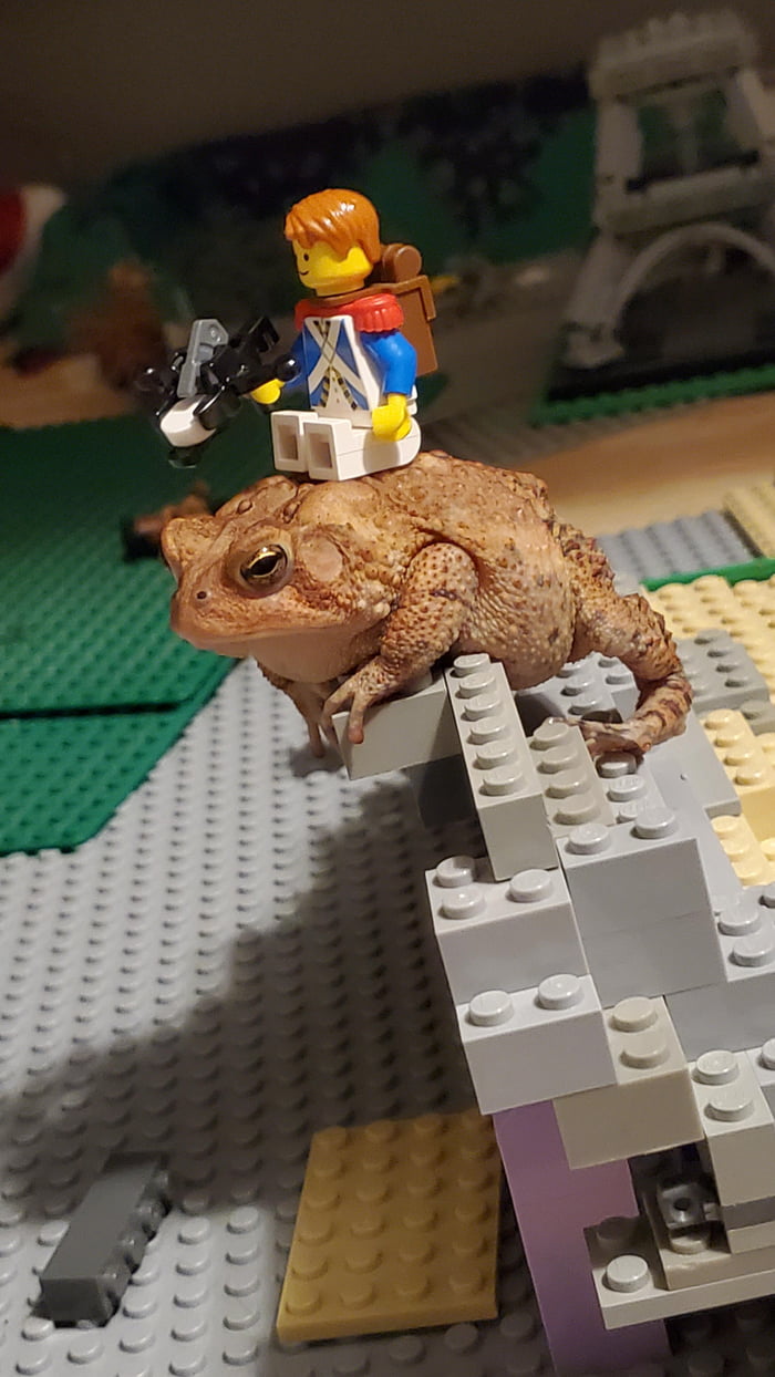 Do people appreciate toads here? - 9GAG