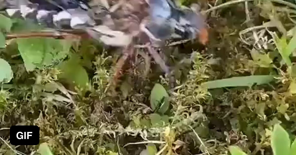 Zombie insect - 9GAG