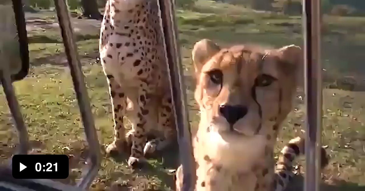 Meowing Cheetah - 9GAG