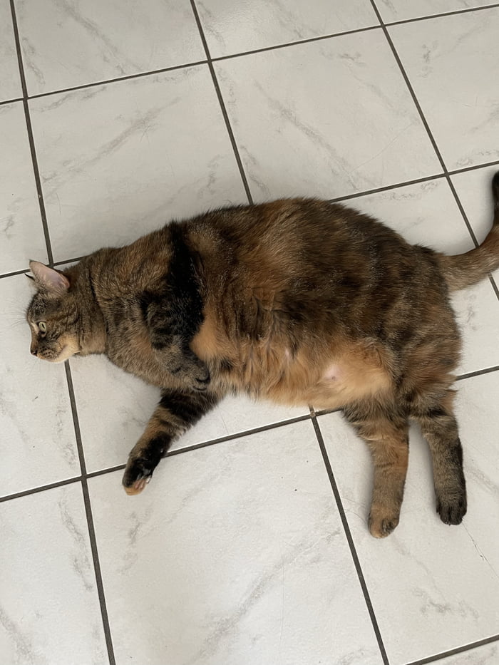 Suddenly, a wild chonky girl appeared ! - 9GAG