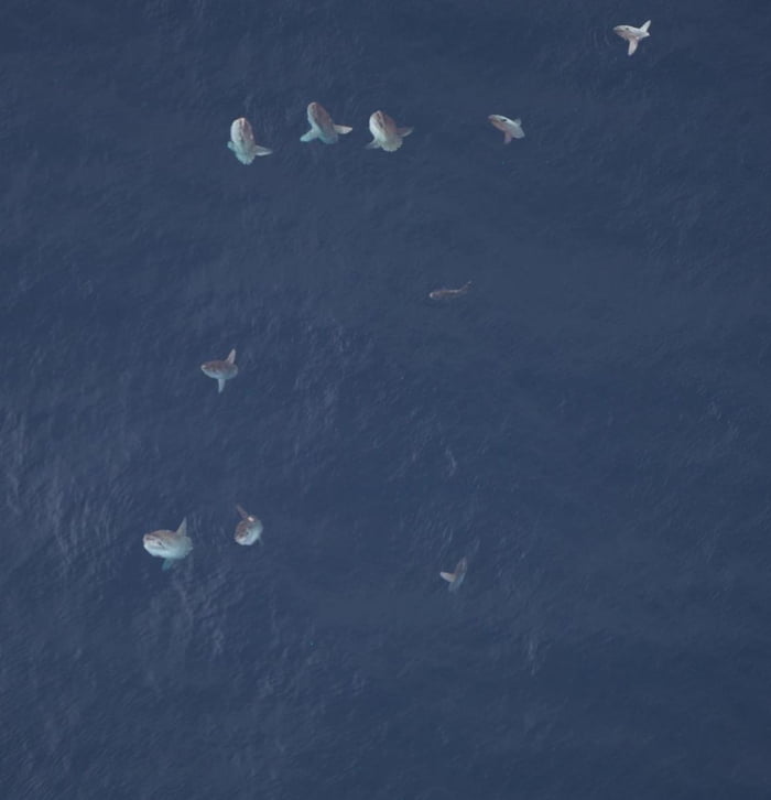 Ten ocean sunfish (Mola mola) basking together - 9GAG