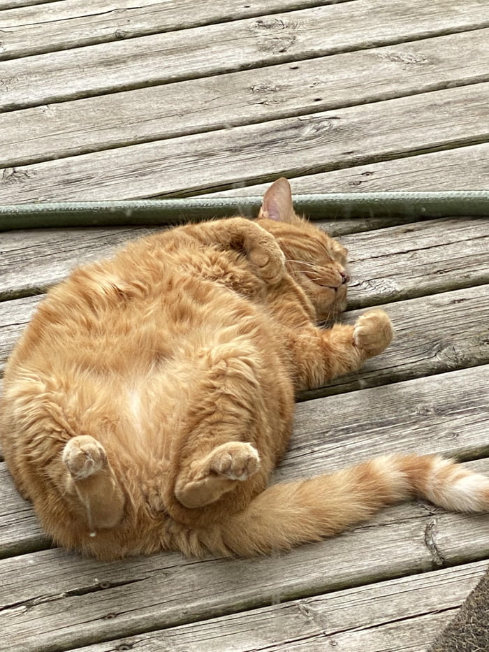 This is how she likes to lay on the deck - 9GAG