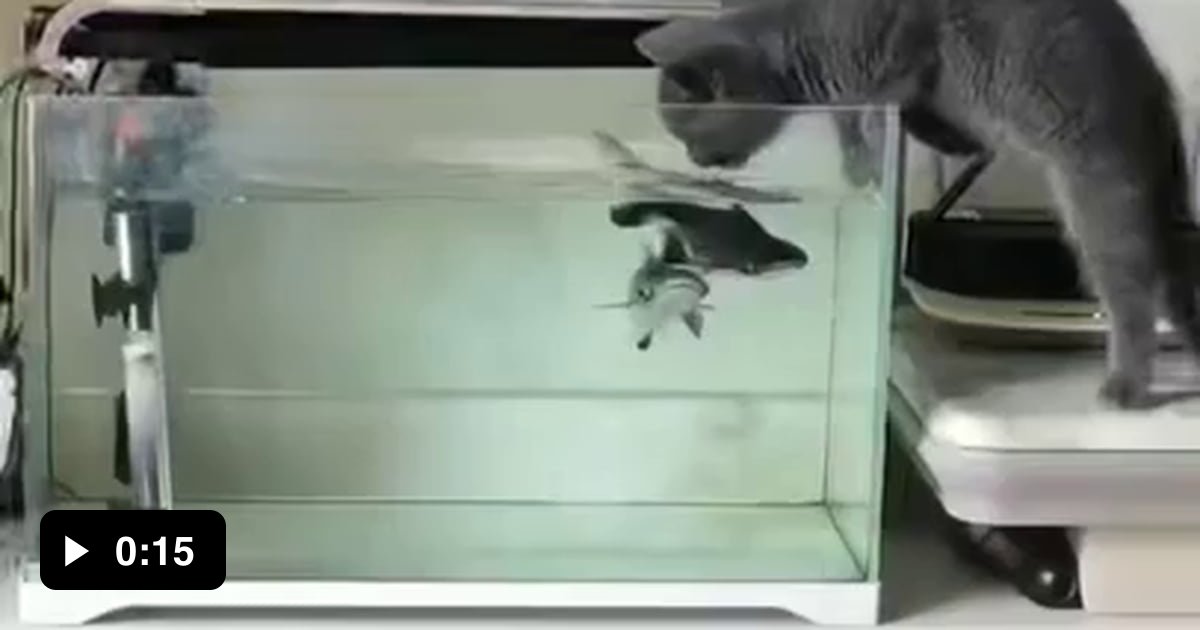 Cat vs fish - 9GAG