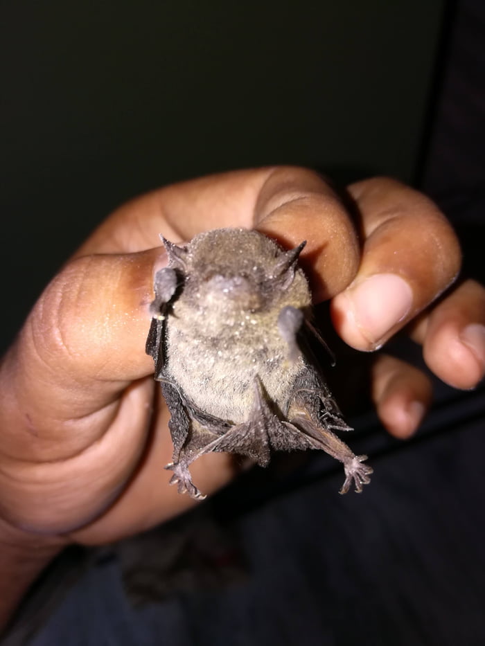 Epic bat 🦇 in my room - 9GAG