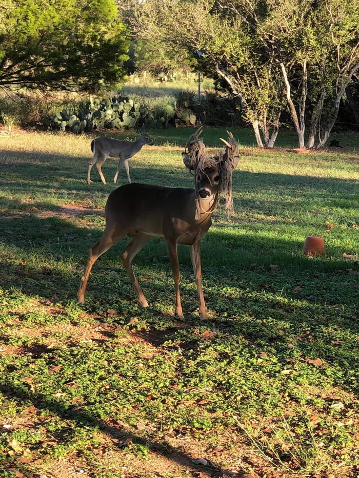 Derp deer fighting back with self made camouflage - 9GAG