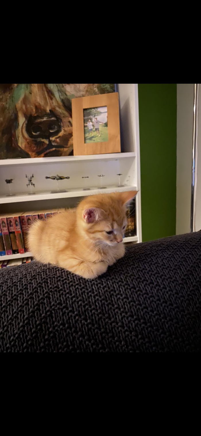 Throwback to almost a year ago when he came home for the first time - 9GAG