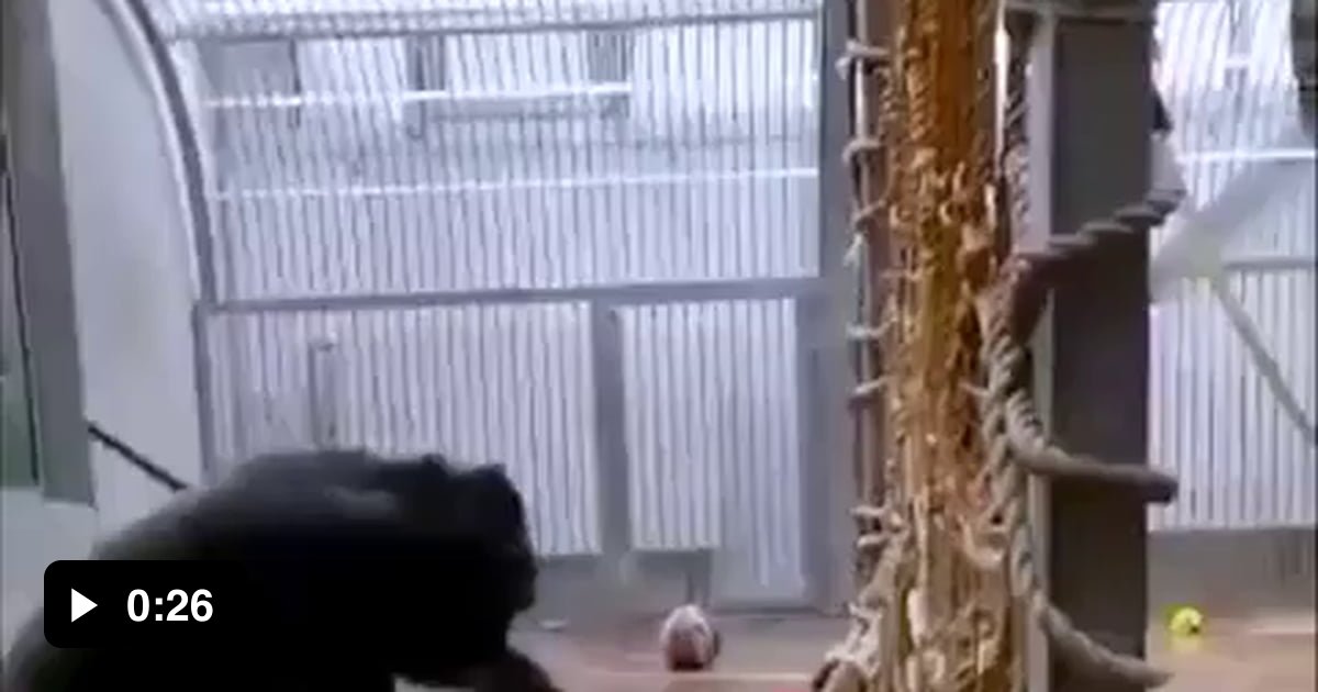 This chimp uses a broom left by a zookeeper to sweep after seeing that ...