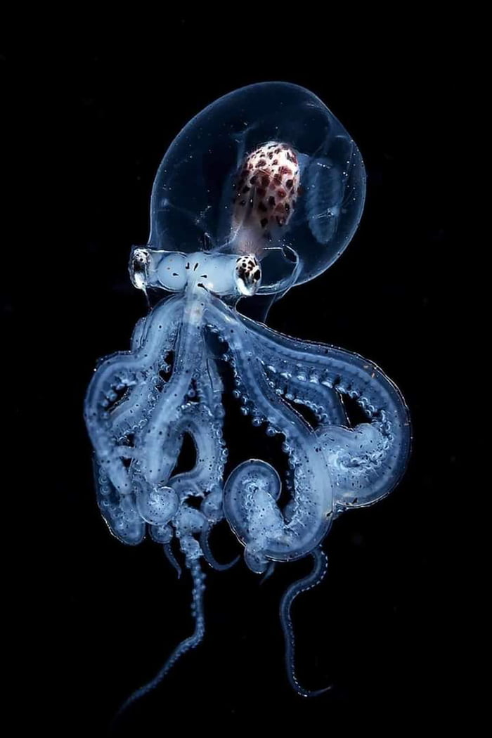 A Wunderpus octopus (Wunderpus photogenicus) in its larval stage. - 9GAG