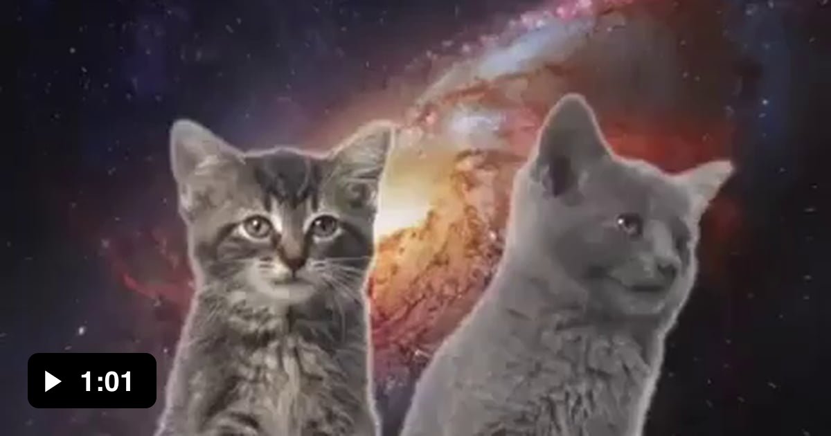 Maaaaaaau der kleine süße Muuuskelkater - 9GAG