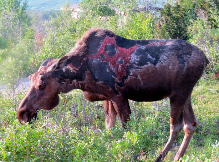 This moose was struck by lightning - 9GAG