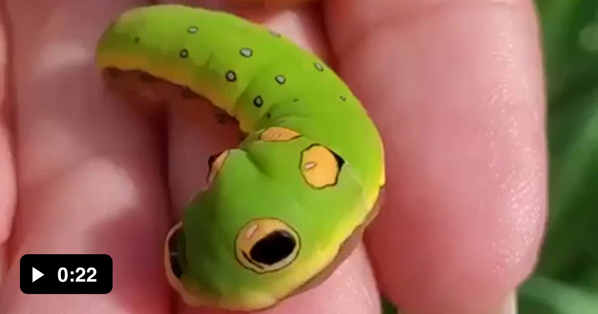Pokemon character Caterpie's truth, Spicebush Swallowtail Caterpillar ...