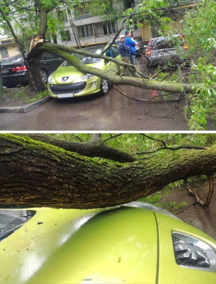 This car that barely escaped the tree branch - 9GAG