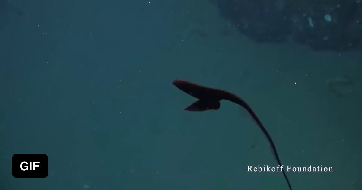 A Rare Sighting of the Pelican Eel (Gulper Eel) - 9GAG