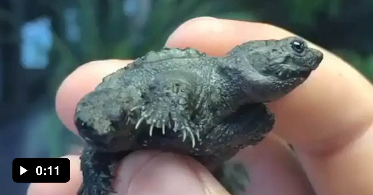 Two headed turtle - 9GAG