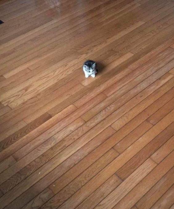 Tiny cats in big spaces - 9GAG