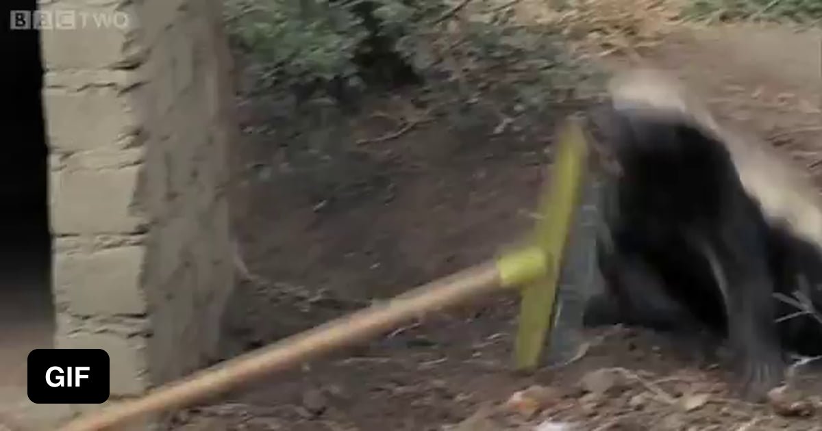 Honey badger finds a way to escape an enclosure that is made for him ...