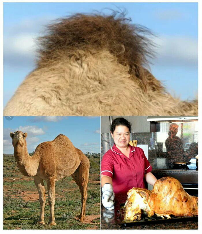 Maknyuuss fried camel hump, dijamin lezat tak terkira (resep di comment ...