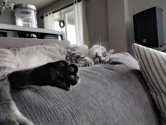 Toe beans close up. - 9GAG