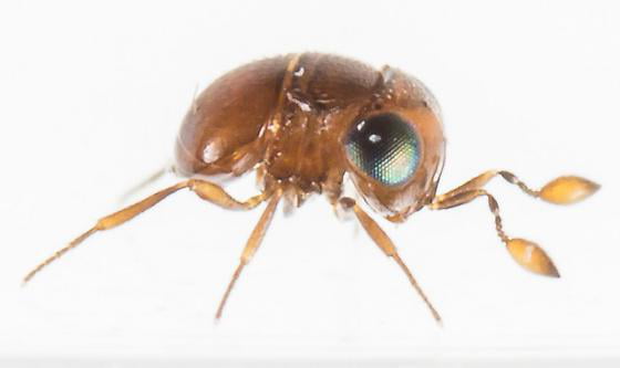 The Baeus Wasp, Baeus sp. is a very small wasp lacking the ability to ...