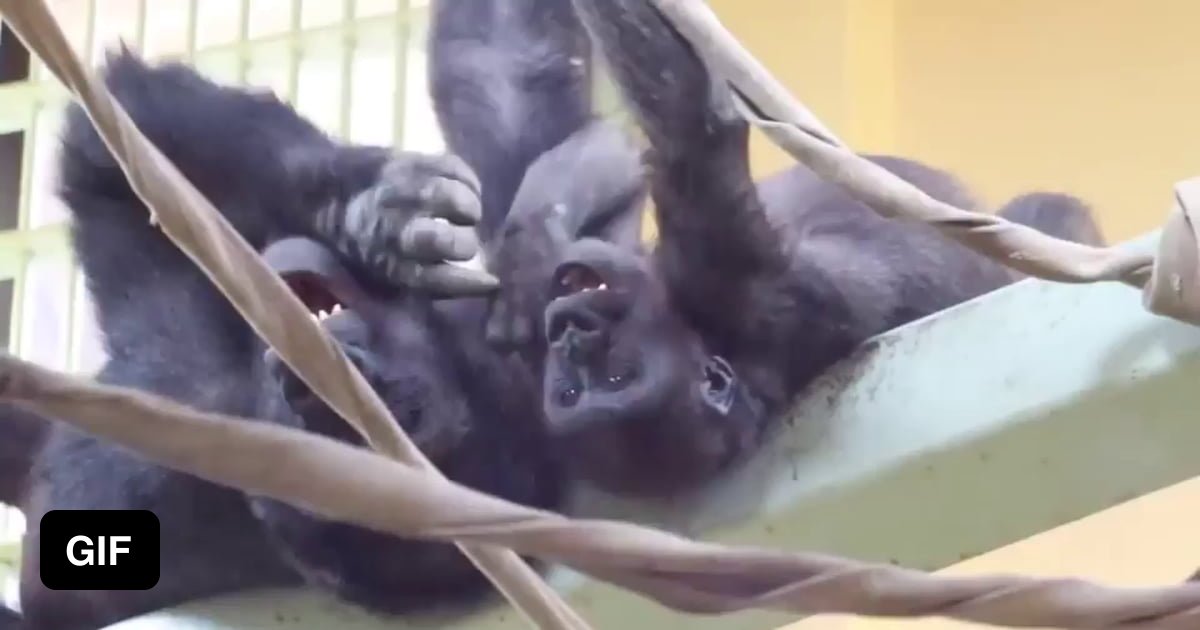 A couple of Gorilla brothers, tickling eachother and laughing - 9GAG