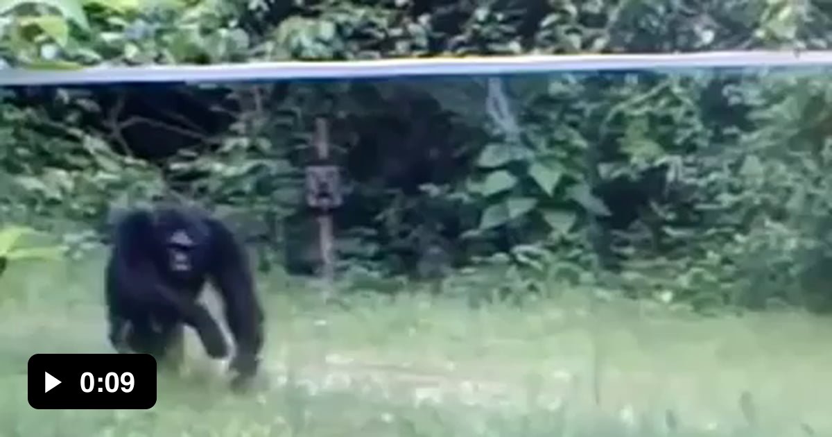 Chimp freaking out by his reflection in the mirror - 9GAG