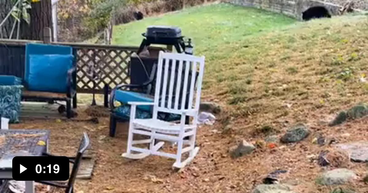 Dog chasing bear chasing dog! - 9GAG