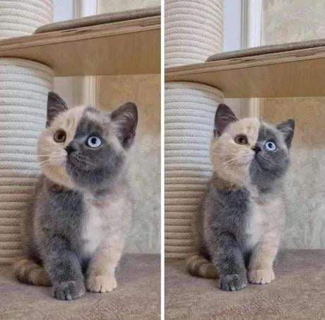 If Two-Face had a cat. - 9GAG