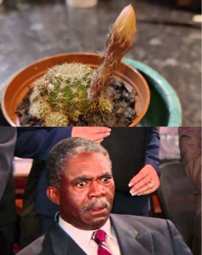 My cactus started to bloom - 9GAG