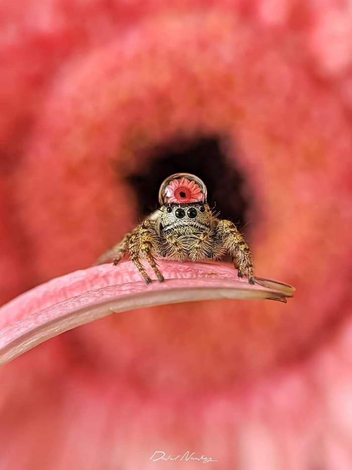 The spider appears to have a flower on its head. But it's actually the ...