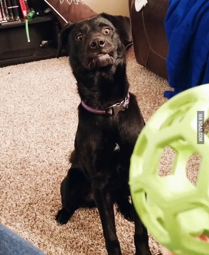 "The fetch face" - 9GAG