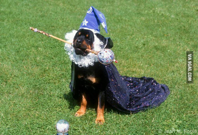So...I googled Rottweiler wizard..not disappointed at all - 9GAG