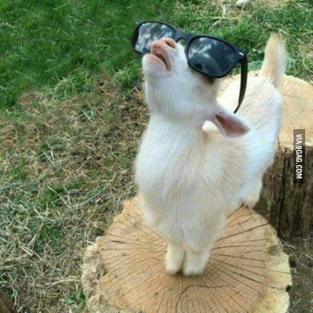 That moment when you've got goat swag - 9GAG