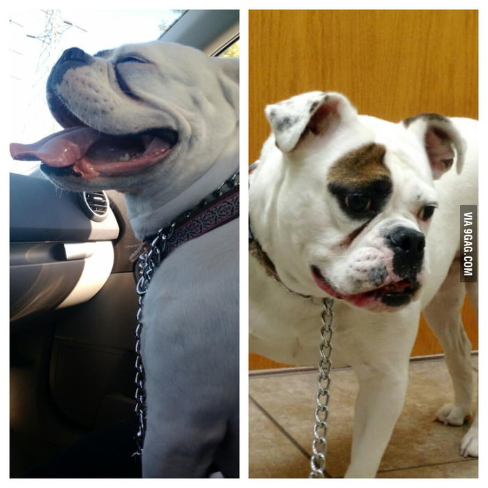When a car ride turns into a trip to the Vet. - 9GAG