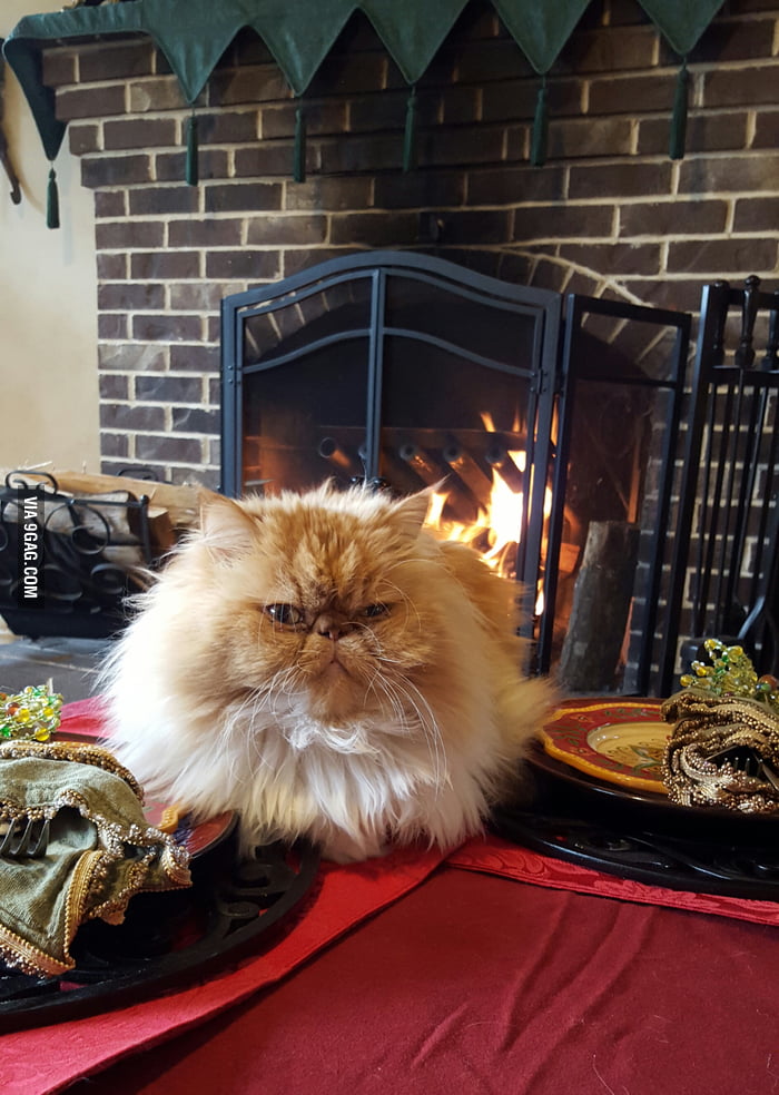 Charlie waiting for Thanksgiving turkey - 9GAG