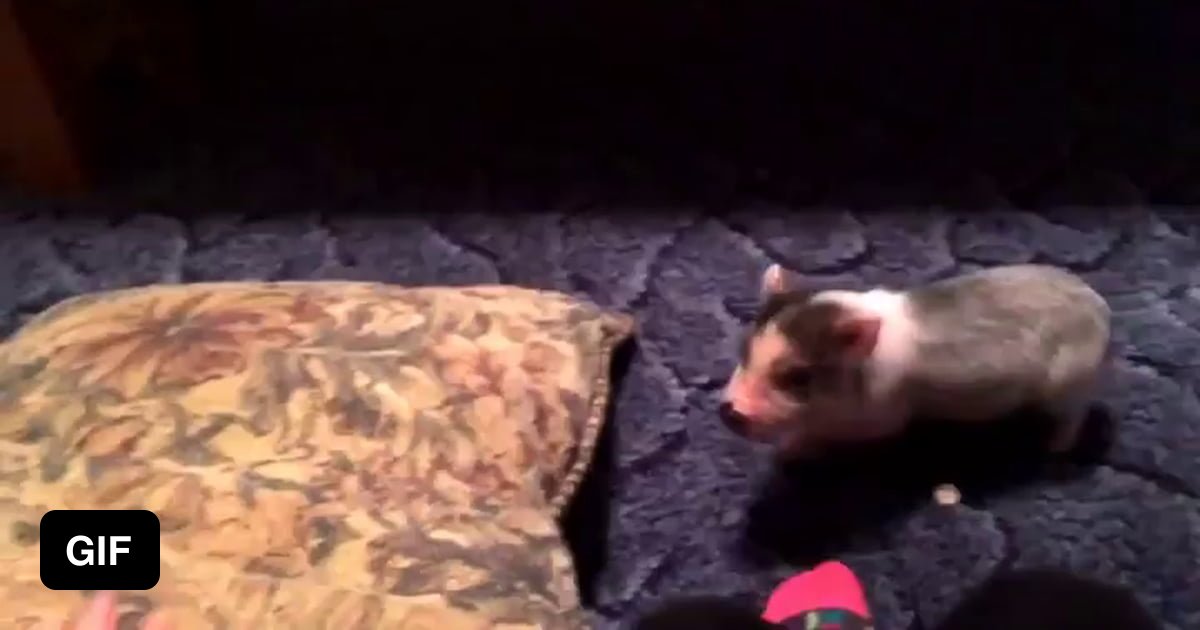 Baby pig climbs on mom's lap - 9GAG