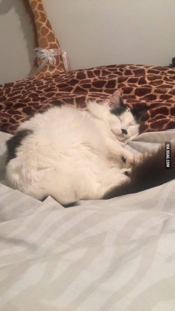 My cats name is Adolf, I'm sure you can guess why. - 9GAG