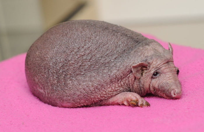 In case you are wondering what a Hedgehog looks like without fur and ...