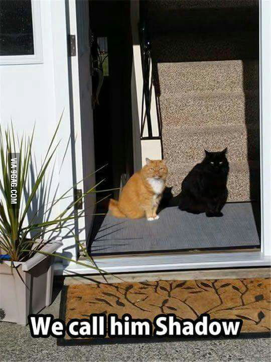 We call him Shadow - 9GAG