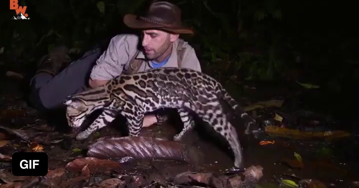 Ocelot attacked by a merciless crab. - 9GAG