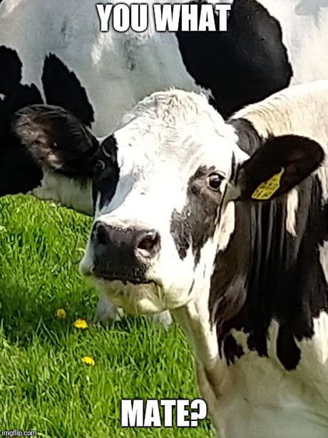 Milk Me Like A Cow - All About Cow Photos